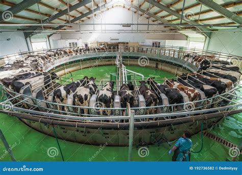 Cows In Farm Cow Milking Facility With Modern Milking Machines Stock