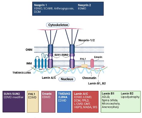 Figure 1 From Genotype Phenotype Correlations In Human Diseases Caused By Mutations Of Linc