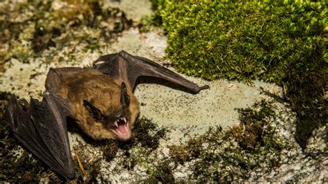 Rabid Bat Bite