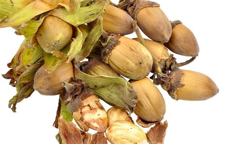 A Guide To Growing Cobnuts David Domoney