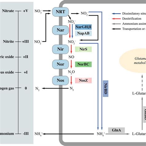 Putative Nitrate Reduction Pathways And Related Genes In Pseudomonas