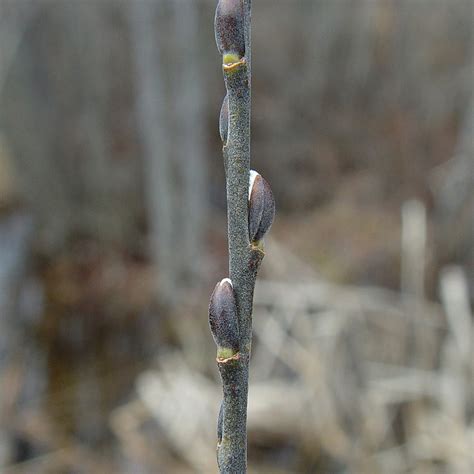 Pussy Willow Salix Discolor Heyday Home Landscaping
