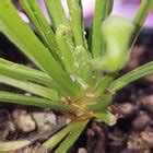 Dumb Question But How Do You Spawn Aphids R BeeSwarmSimulator