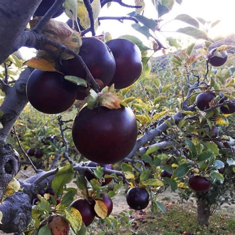 Top 10 Black Apple In 2023 Kiến Thức Cho Người Lao Động Việt Nam