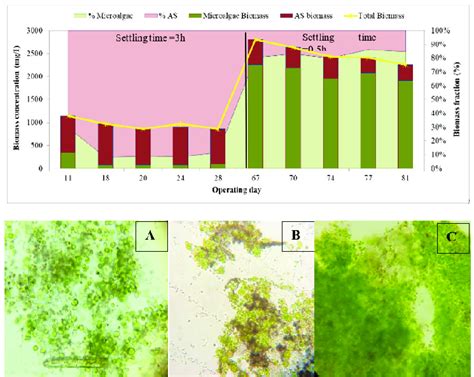 Growth Of Microalgae And As In The Pbr At Different Settling Times