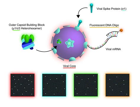 Research Single Virion Biology And Biophysics Unit