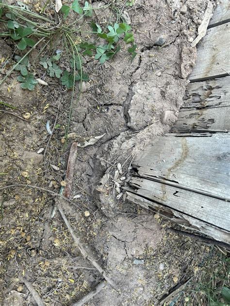 Found A Little Snail Hollow Rsnails