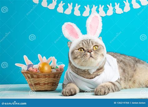 Leuke Kat Pasen Samenstelling Kat Als Konijn Achtergrond Voor Pasen