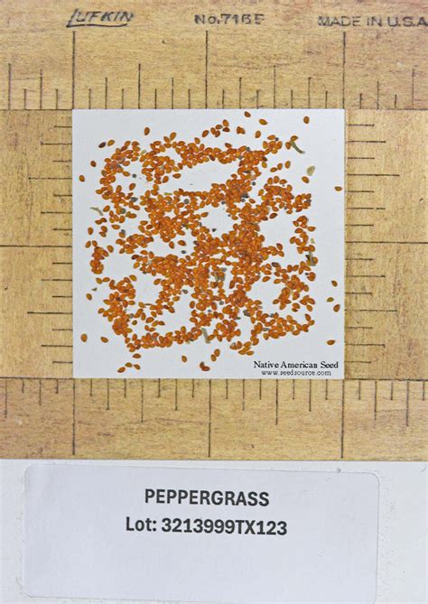 Peppergrass Native American Seed