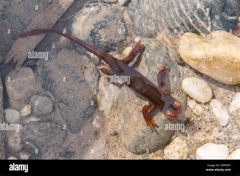 The Sierra Newt Taricha Sierrae A Type Of Salamander Endemic To California In The Sierra