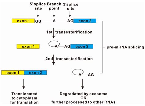 IJMS Free Full Text Coupling And Coordination In Gene Expression