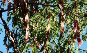 Trees With Long Seed Pods With Pictures