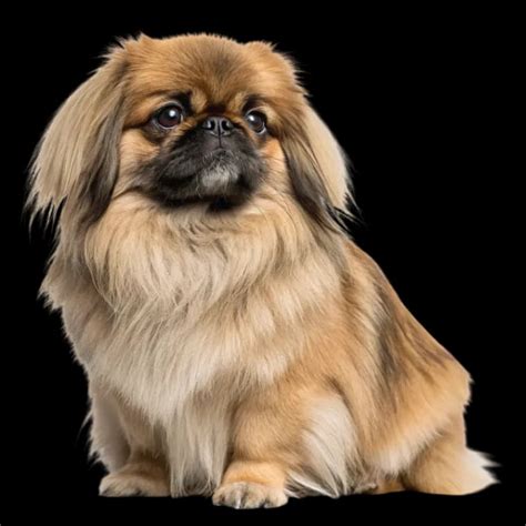 Pekingese Peke Puppies For Sale Paction