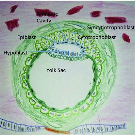 A Oocyte After Ovulation B Spermatozoa Penetrate The Oolemma C