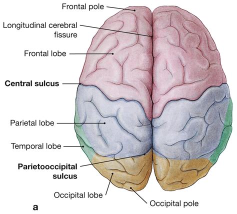 Neuroanatomy Clinical Tree