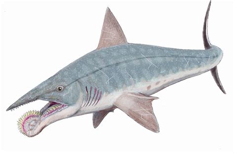 Helicoprion The Buzz Saw Shark Nocs Provisions