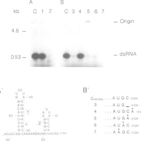 Importance Of The 3 End Stem Loop Structure On Replication The