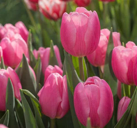 Sweet Telle Triumph Tulip P Aker Flower Bulbs And Seeds