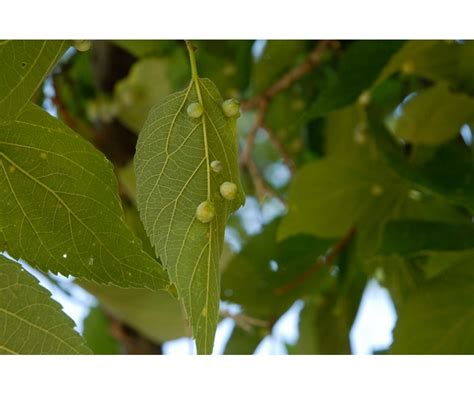 Colorado Springs Utilities Xeriscaping Hackberry