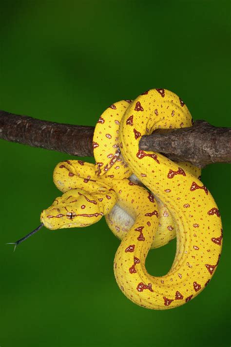 Green Tree Python Morelia Viridis