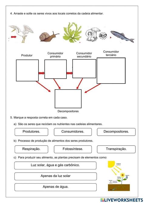 Atividades Cadeia Alimentar Com Flash Cards Artofit