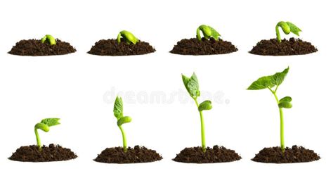 Etapas Del Crecimiento Vegetal Progreso De La Planta Foto De Archivo