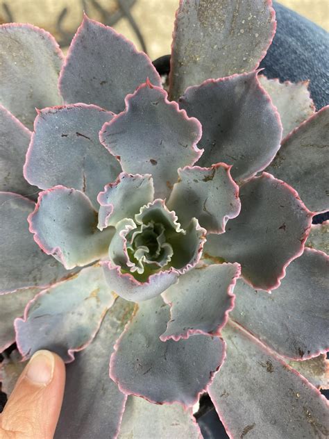i hate rust r succulents