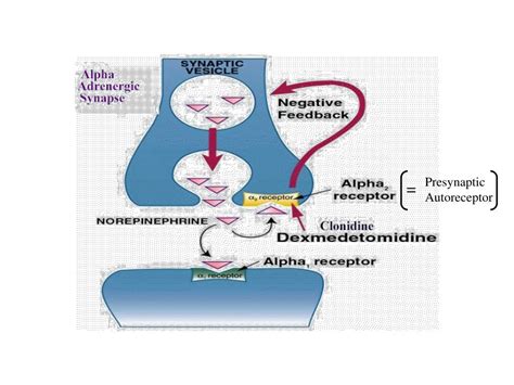 Ppt Neurotransmitters I Powerpoint Presentation Free Download Id