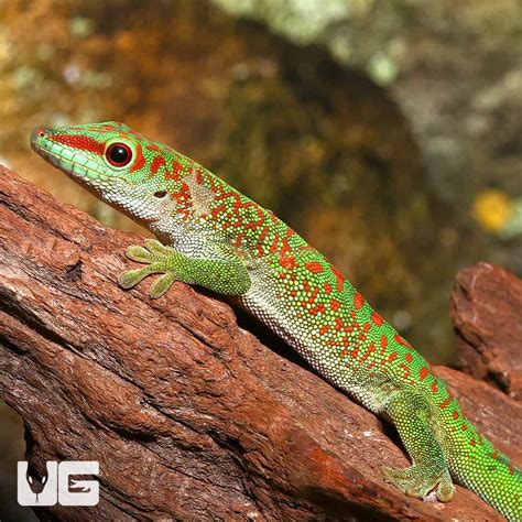 Crimson Giant Day Gecko