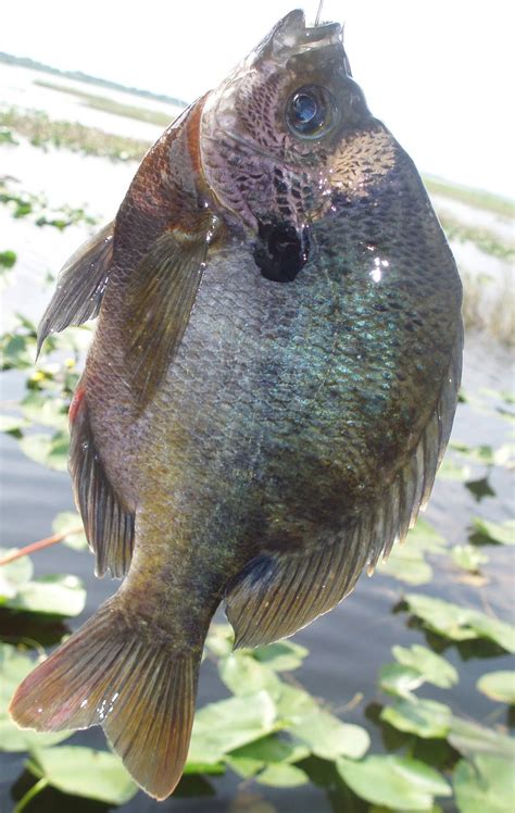 Bassin The Net A Very Fishy Blog Bluegill And Shellcracker