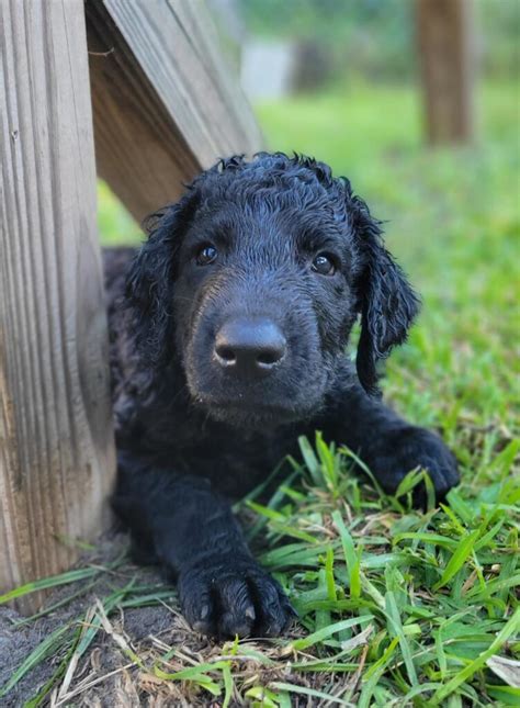 Curly Coated Retriever Puppies Available Tyneside Curly Coated Retrievers