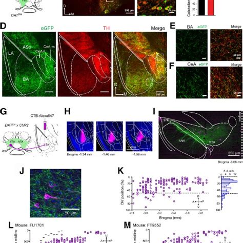Vta Neurons And Among Them Dopamine Neurons Respond To Footshocks And Download Scientific