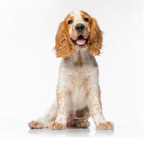 Cocker Spaniel En Ecuador