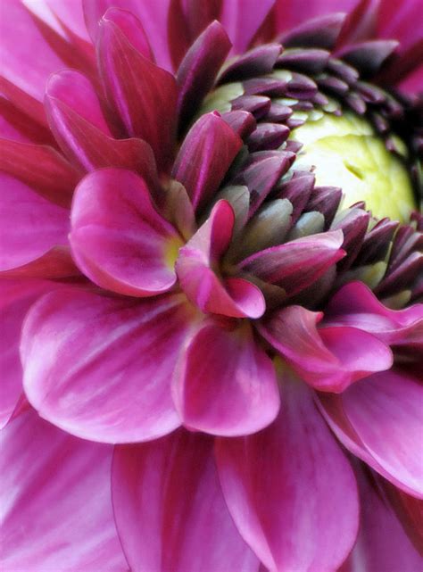 Pink And Perky Photograph By Diana Angstadt