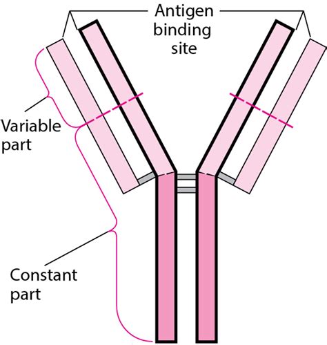 Imagebasic Y Structure Of Antibodies Merck Manual Consumer Version