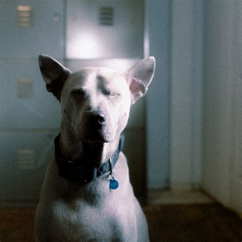 Splitting Edges On Tidal