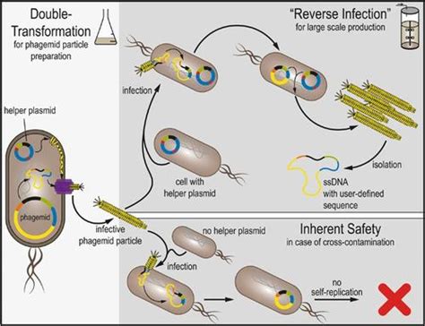 用大肠杆菌无噬菌体生产人工 Ssdna Biotechnology And Bioengineering X Mol