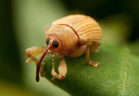 If This Is A Weevil It Is A Beautiful Photo R Weeviltime