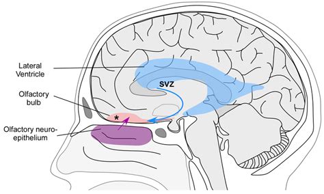 Mechanisms Underlying The Neurogenesis And Plasticity Of The Olfactory Download Scientific