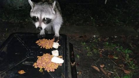 Raccoons Eat Bananas French Fries Baked Beans And Youtube