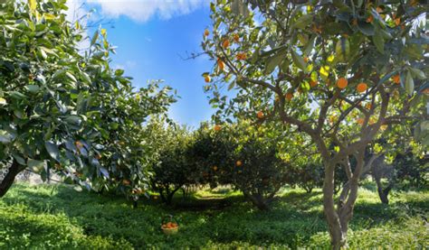 7 Of The Best Types Of Fruit Trees To Plant In Central Florida Amaral