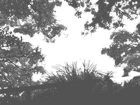 Download Tree Shadow Png Transparent Tree Shadow Png Clipart Png Download PikPng