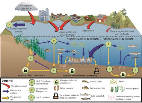 Phosphorus Cycle In Water Stacked Practices The Key To Phosphorus