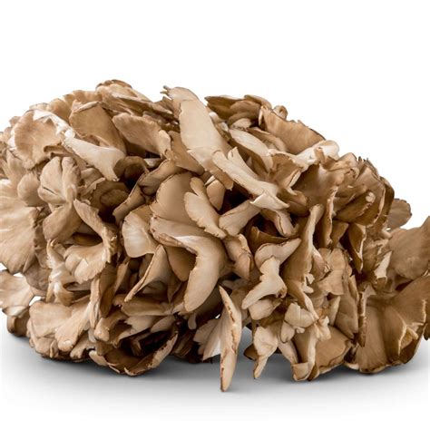 Maitake Mushroom Risotto Mushroom Recipes