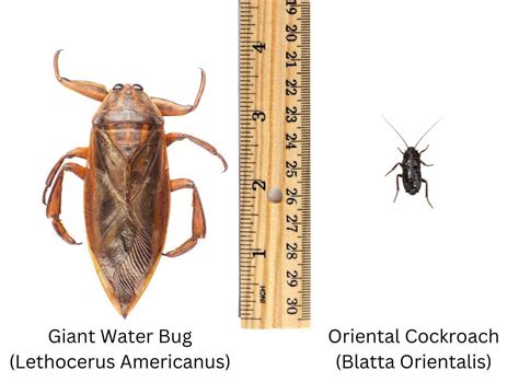 Water Bug Vs Roach What S The Difference And How To Get Rid Of Them Updated May 2025