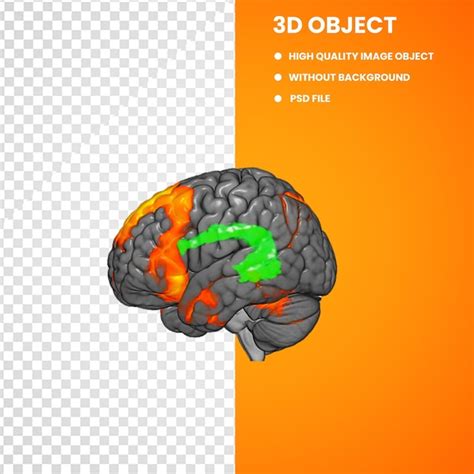 Premium Psd Brain Functional Magnetic Resonance Imaging Epilepsy