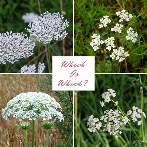Queen Annes Lace Beware Poison Hemlock A Queen Annes Lace Look Alike