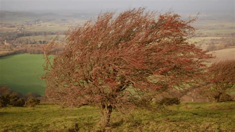 Hawthorn Tree Identification Made Easy For Beginners Randy Lemmon