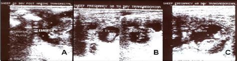 Ultrasound Image Of Sheep Pregnancy A 20 Day B 30 Day C 40