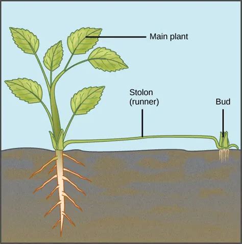 Budding Cells Fungi Plants Bacteria Yeast And Hydra Budding Cells Fungi Plants Bacteria Yeast And Hydra